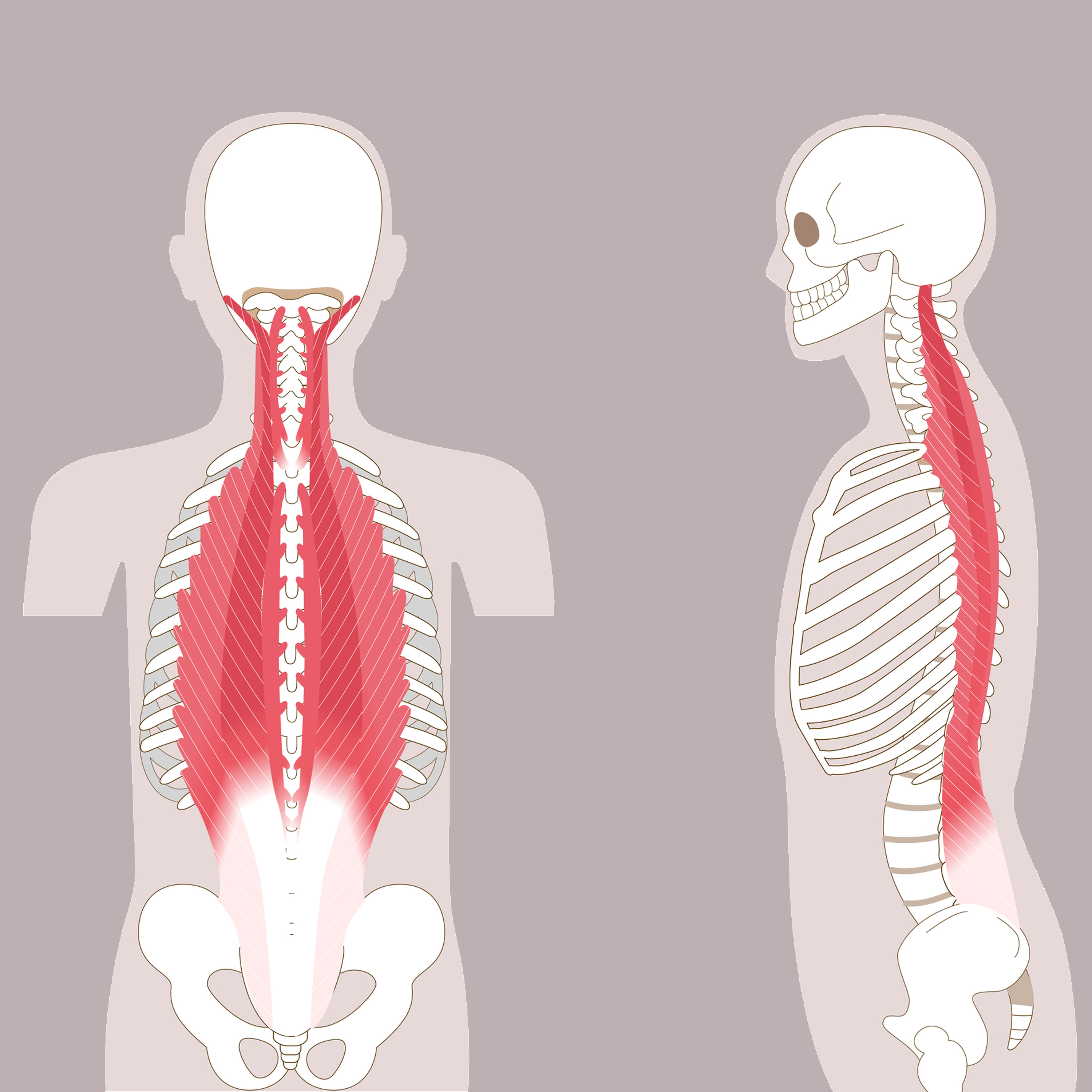 How Exercise Can Restore Your Back Muscles and Reduce Fort Wayne Back ...